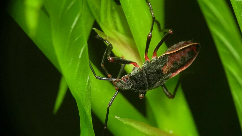 Red and Bordered Plant Bugs from 8W49+RHX, Navghar, Maharashtra 401208 ...