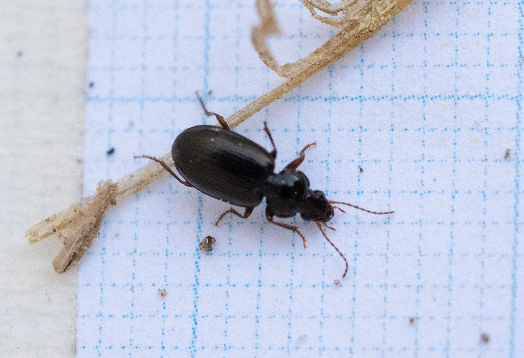 Harpalini from Kaiapoi, New Zealand on August 29, 2023 at 10:14 AM by ...