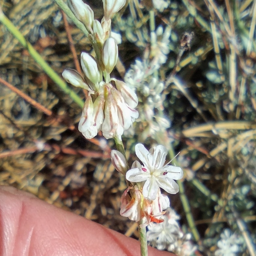 ringed-stem bastard-sage from Riverside County, CA, USA on August 28 ...