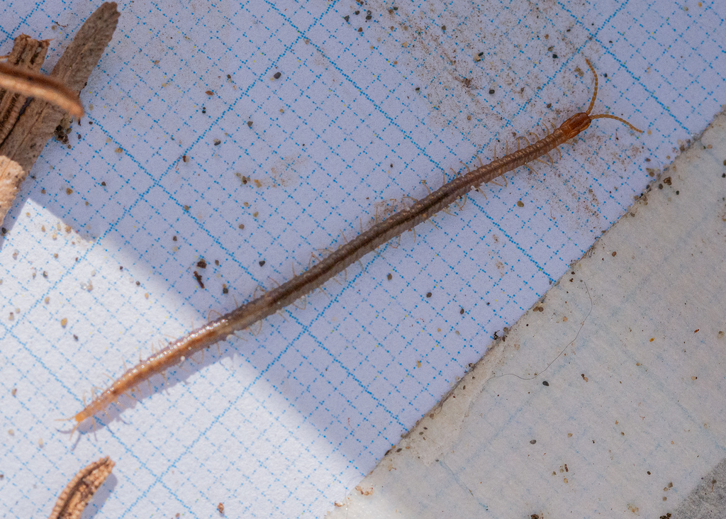 Soil Centipedes from Woodend Beach 7691, New Zealand on August 29, 2023 ...