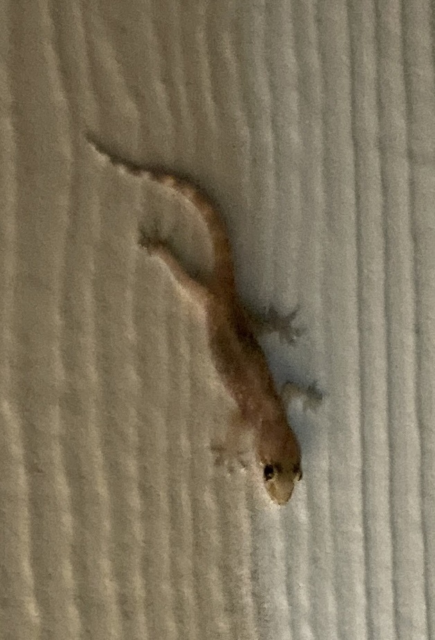 Mediterranean House Gecko from Rosebud, TX, US on August 29, 2023 at 09 ...