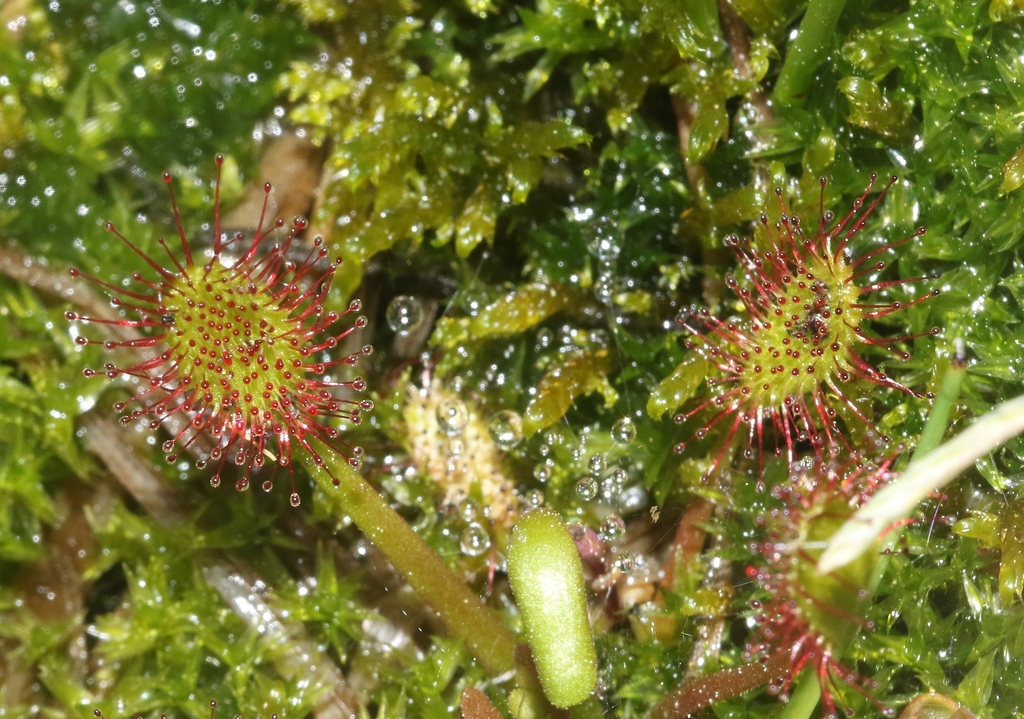 Great Sundew in June 2023 by James Bailey · iNaturalist