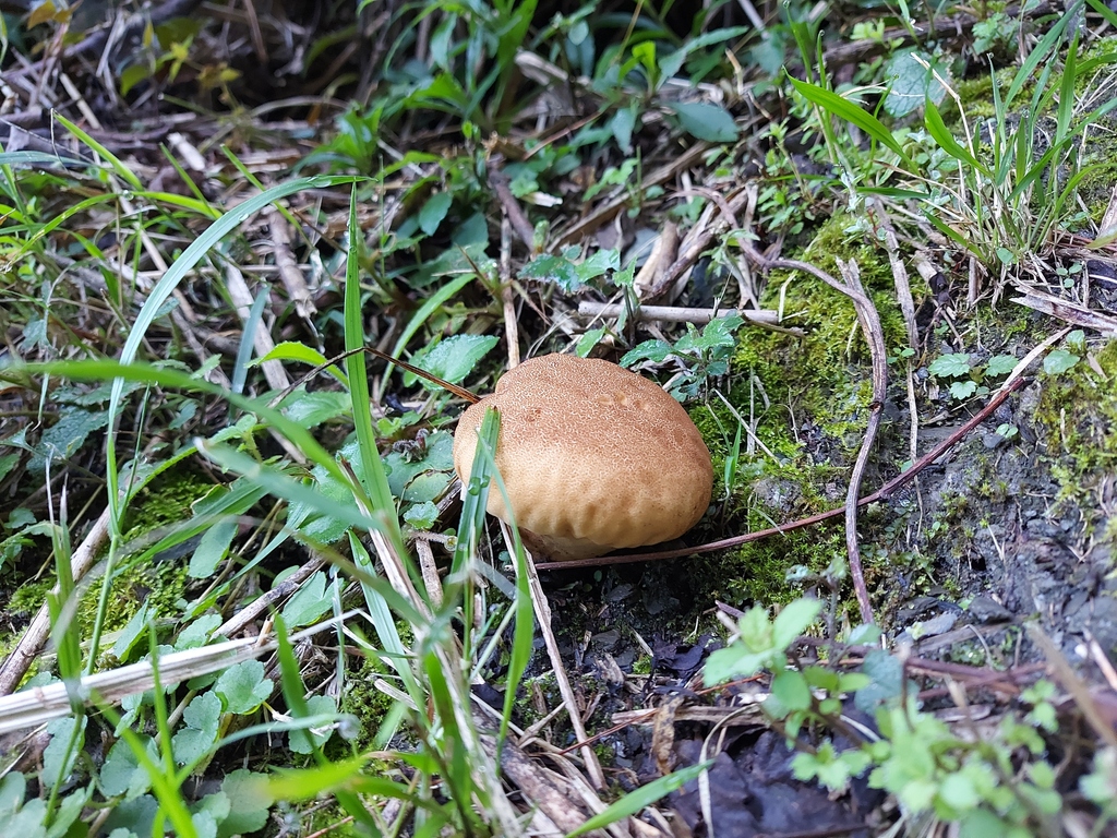 Brain puffball from 台灣花蓮縣 on August 22, 2023 at 08:21 AM by 胡正恆(Jackson ...