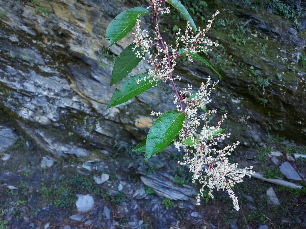 tuber fleeceflower from 台灣花蓮縣 on August 22, 2023 at 08:43 AM by 胡正恆 ...