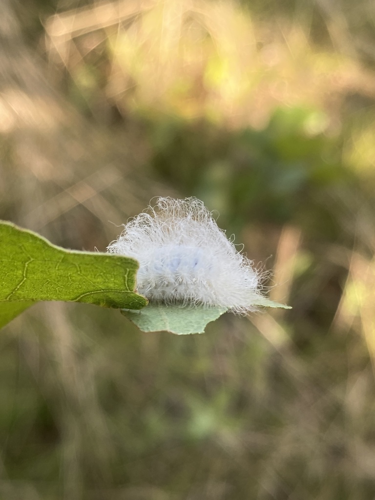 Black-waved Flannel Moth from S Razorback Rd, Fayetteville, AR, US on ...