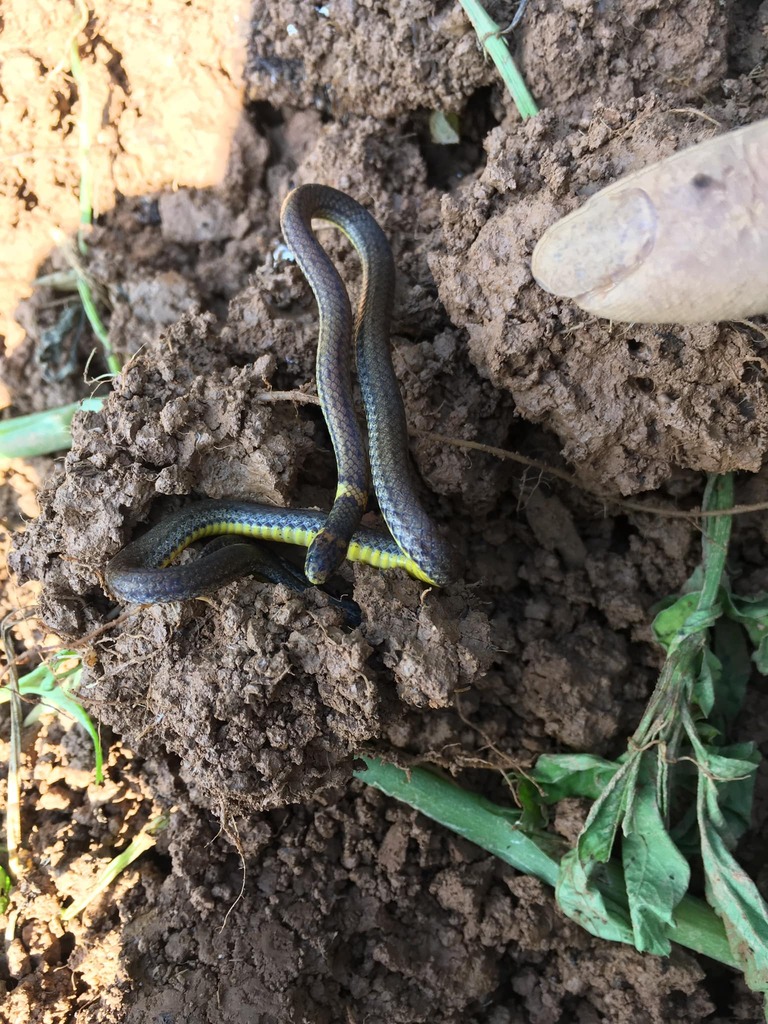 Collared Reed Snake from Đường Thảo Nguyên, Phiêng Luông, Mộc Châu ...