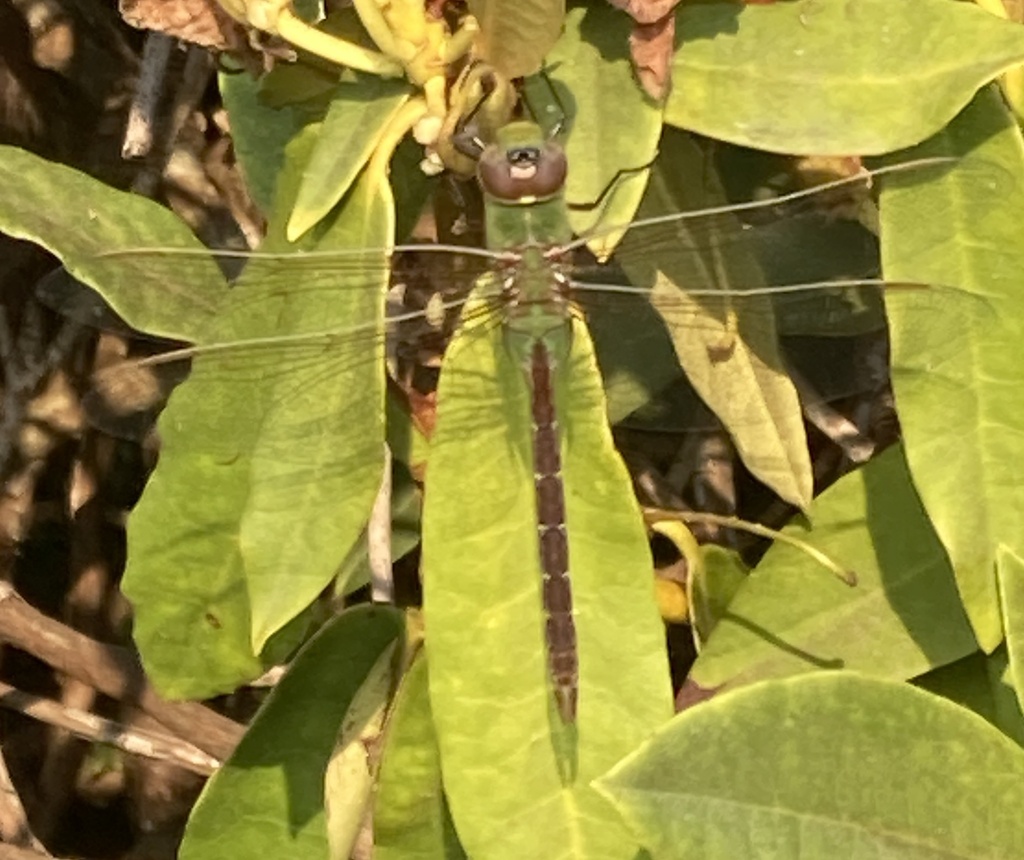 Common Green Darner from Jacoby Creek Rd, Bayside, CA, US on August 29 ...