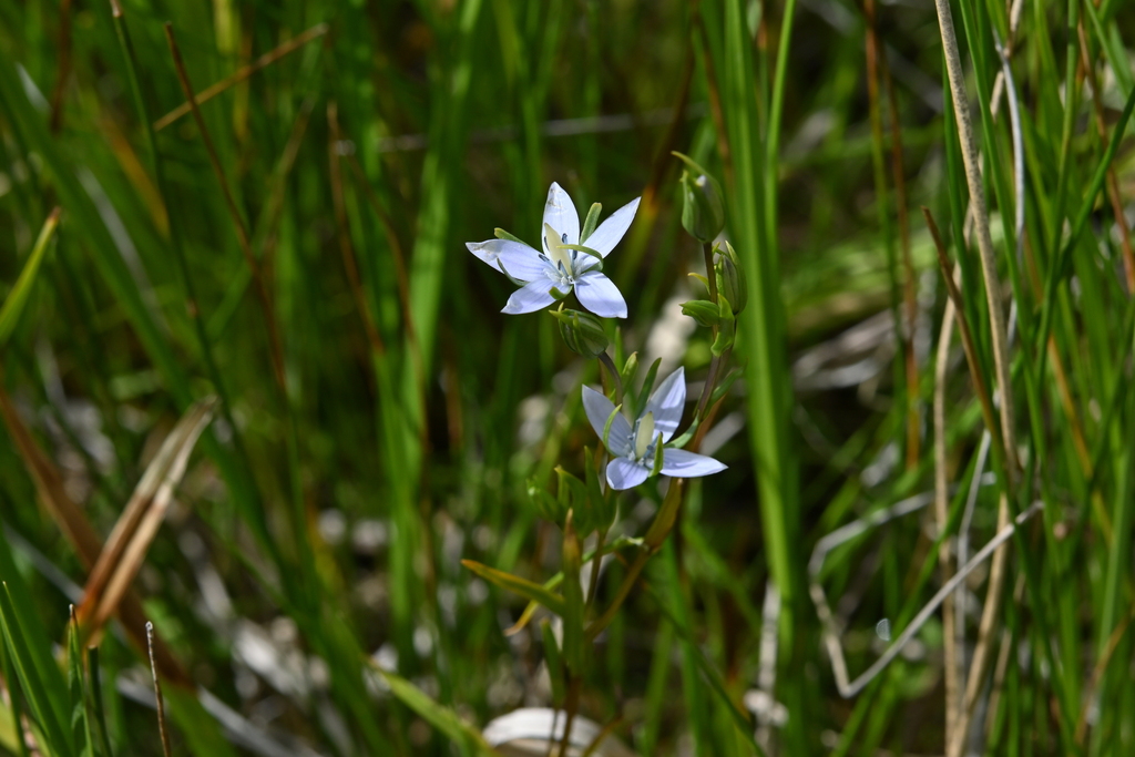 Marsh Felwort from Park County, CO, USA on August 27, 2023 at 10:57 AM ...