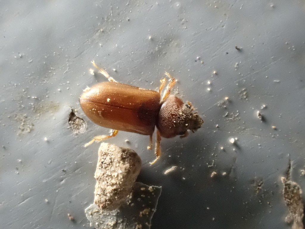 Variegated Mud-loving Beetles from Franklin County, MO, USA on August ...