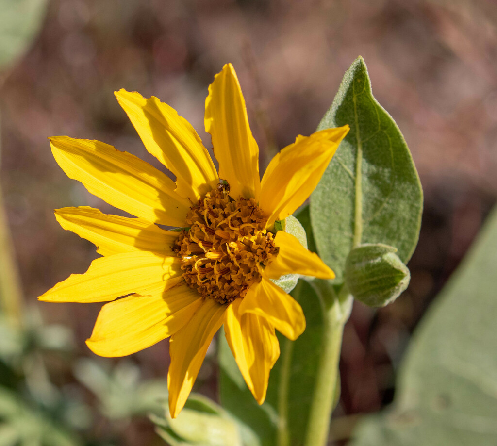 woolly mule's ears from Thunder Mountain Trail, Highway 88, Amador ...