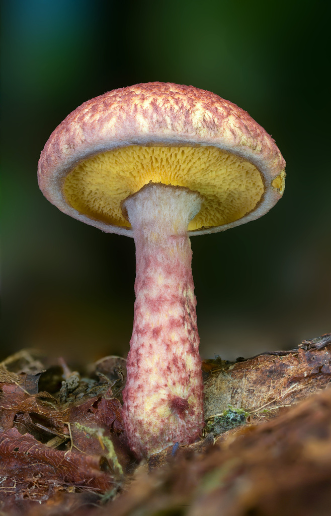 Painted Suillus from Henderson County, US-NC, US on August 24, 2023 at ...