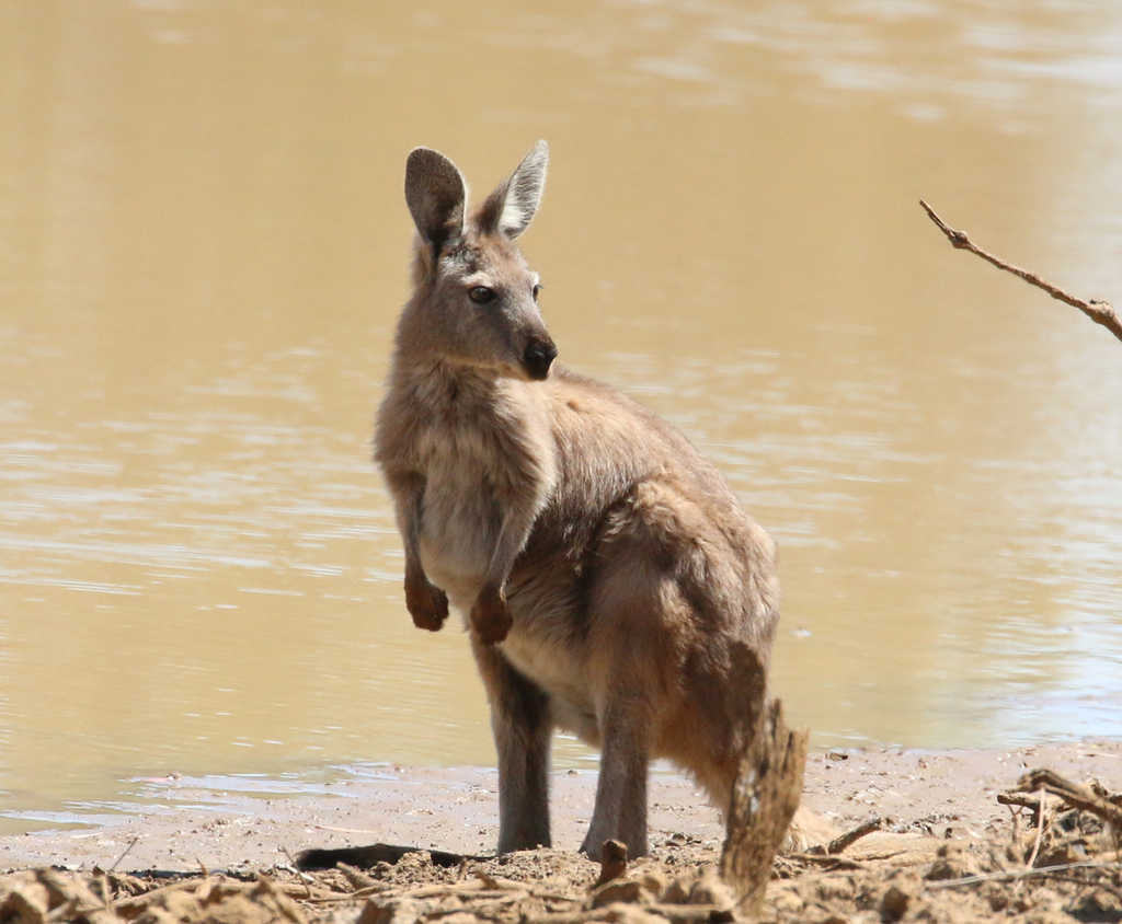 Common Wallaroo from Bowra Wildlife Sanctuary-Saw Pit Waterhole ...