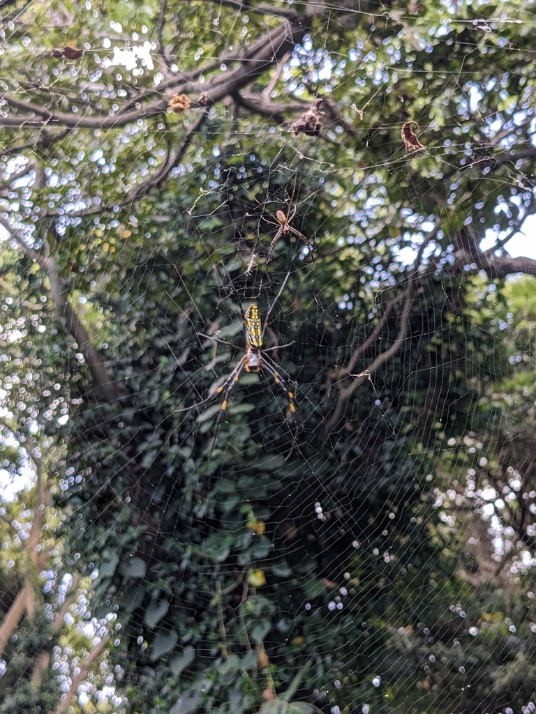 Joro Spider from 1-1 Sarushima, Yokosuka, Kanagawa 238-0019, Japan on ...