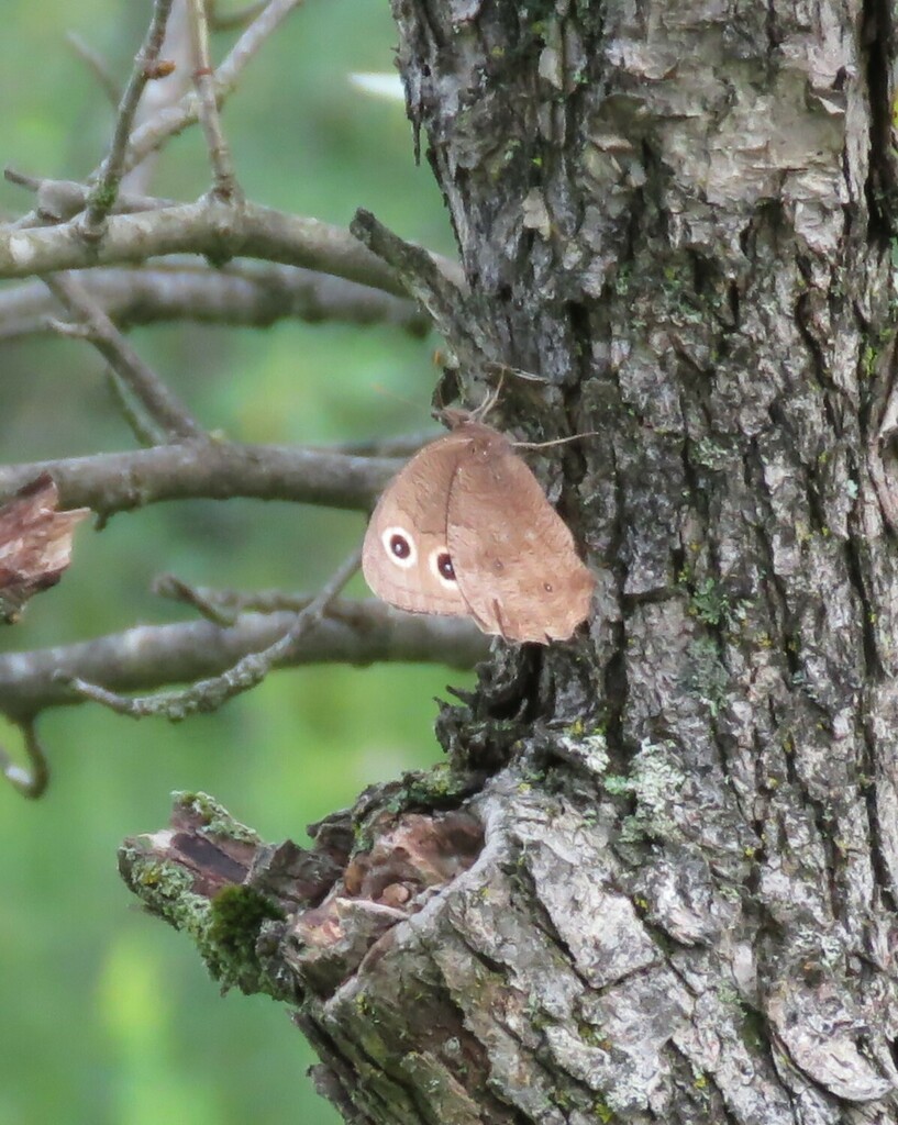 Common Wood-Nymph from Brant, ON, Canada on August 26, 2023 at 10:03 AM ...