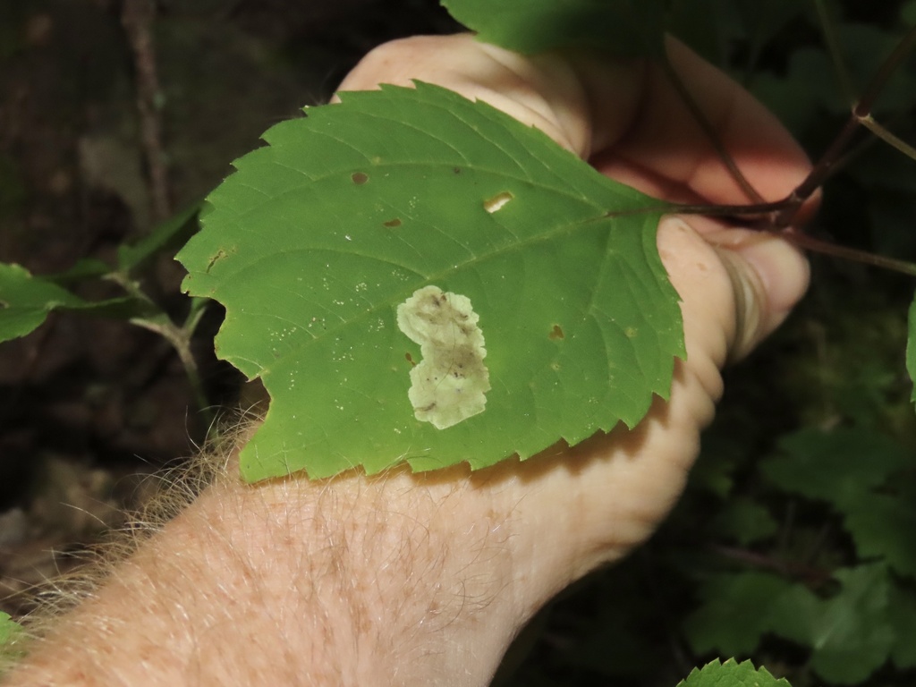 Calycomyza in August 2023 by Josh Emm · iNaturalist
