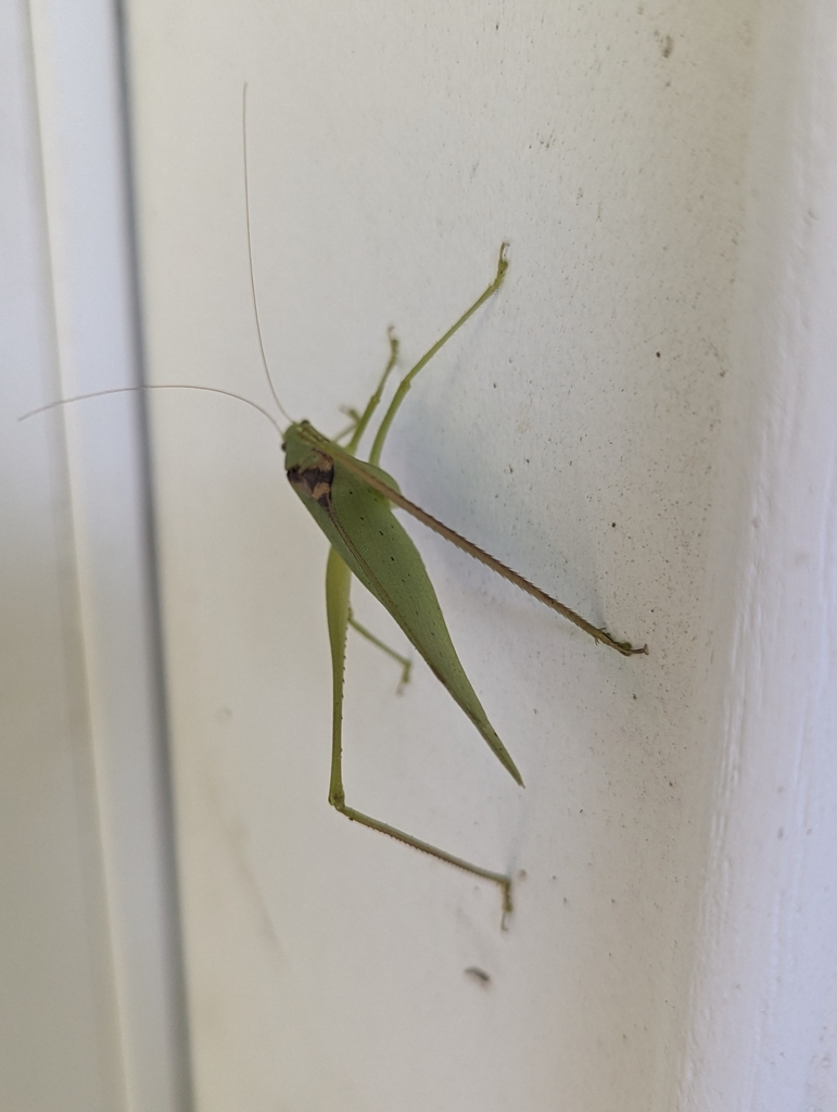Round-headed Katydids from Chestertown, MD 21620, USA on August 27 ...