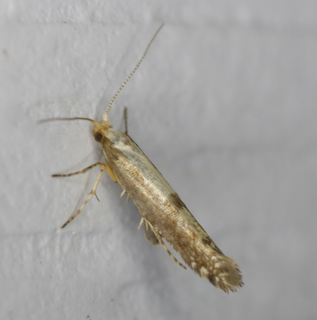 Apple Fruit Moth from Maison Saint-Augustin on July 1, 2023 at 09:58 PM ...