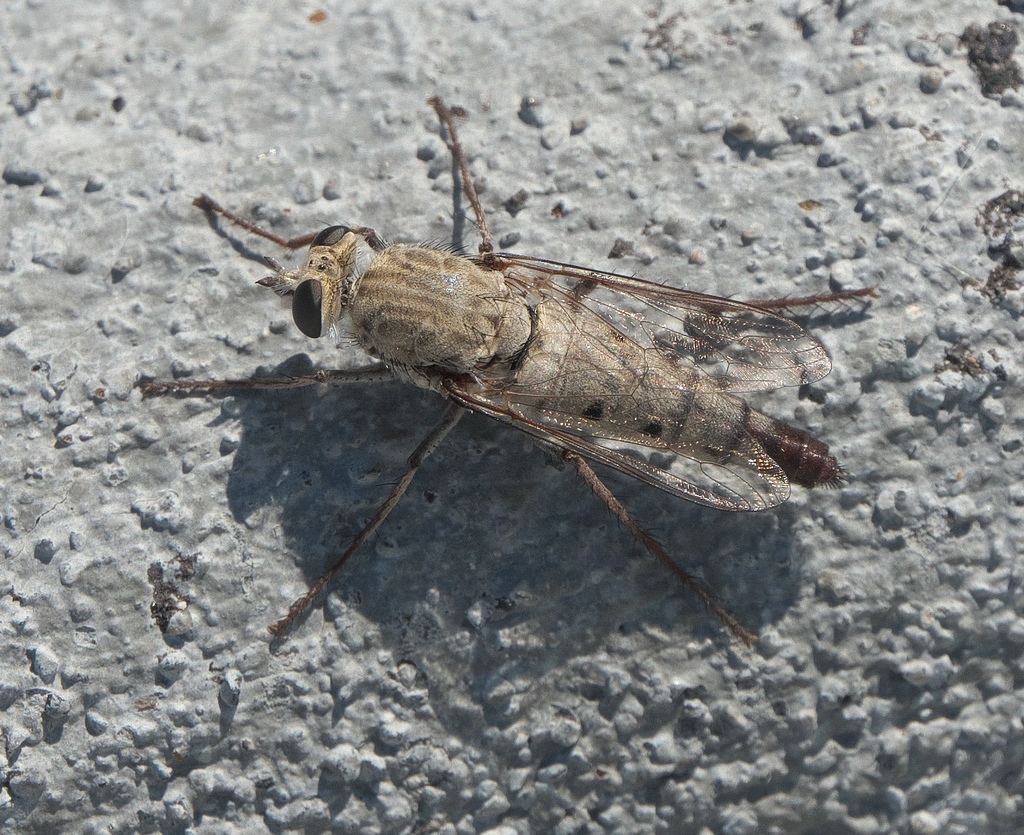 Robber Flies from Benton County, US-WA, US on July 27, 2023 at 12:39 PM ...