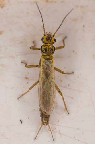 Dardanelle Sallfly (Sweltsa townesi) · iNaturalist