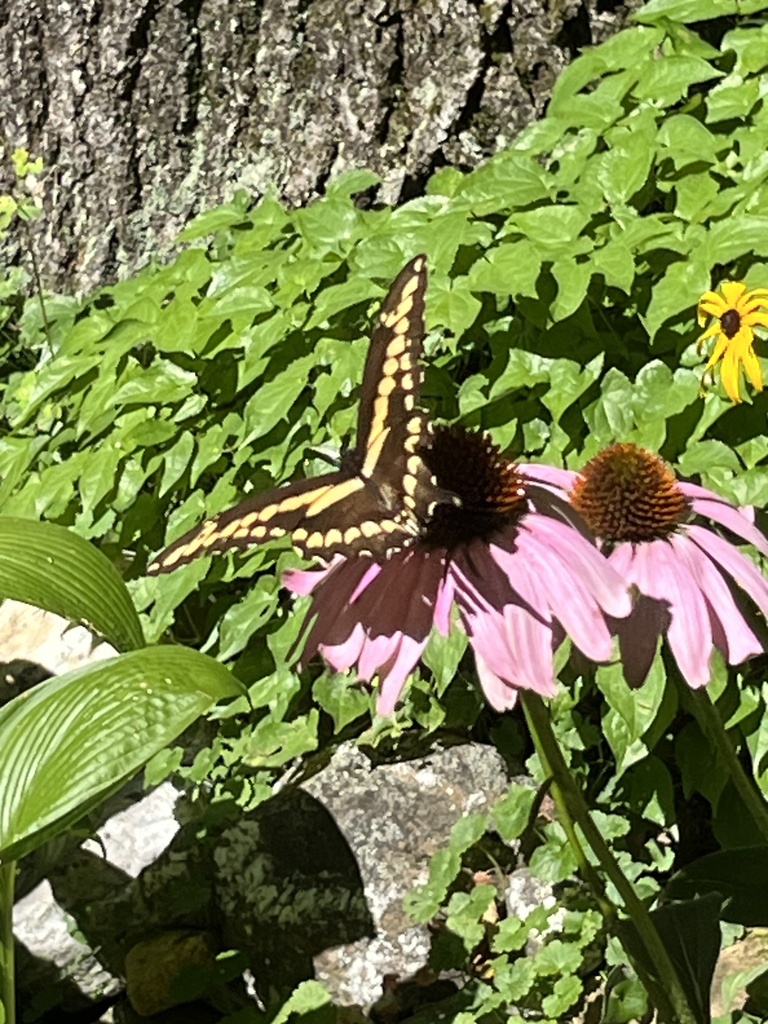 Eastern Giant Swallowtail from Six Bux Way, Fair Haven, VT, US on ...