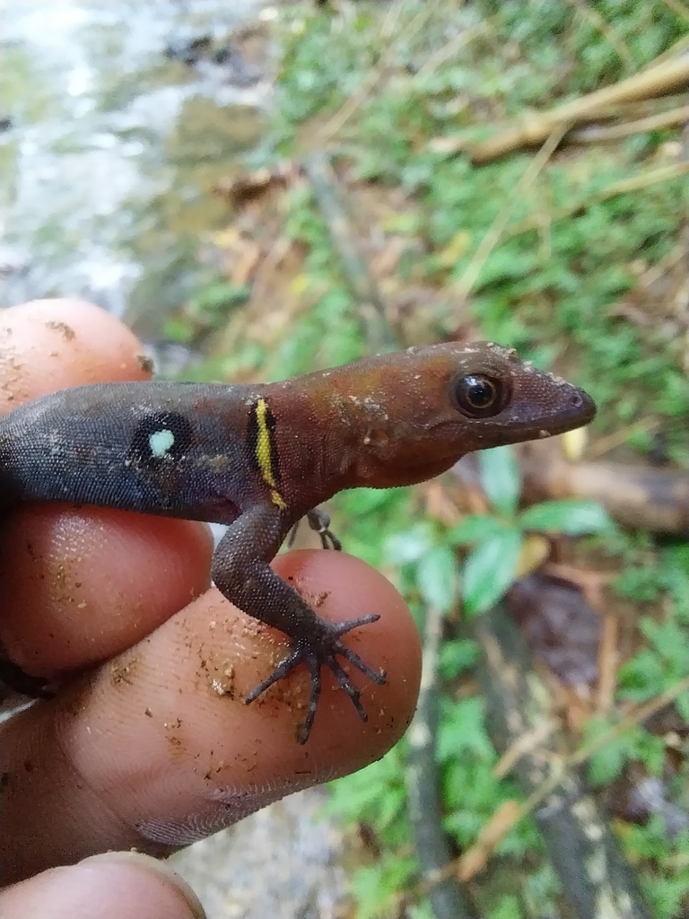 Eyespot Gecko from Tobago, Trinidad and Tobago on August 29, 2023 at 03 ...