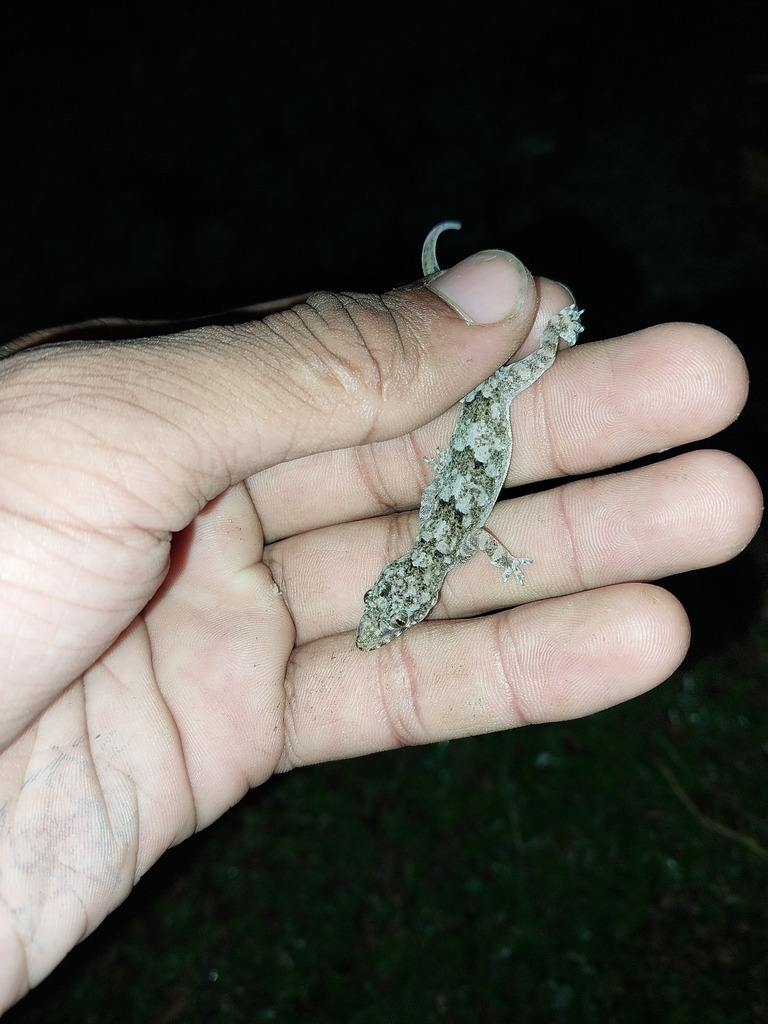 Tropical House Gecko from Tobago, Trinidad and Tobago on August 29 ...