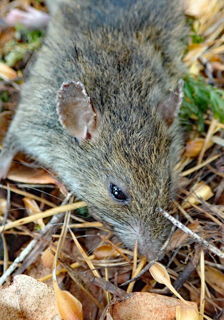 Polynesian Rat from Chatham Islands, Rekohu (Chatham Island), South ...