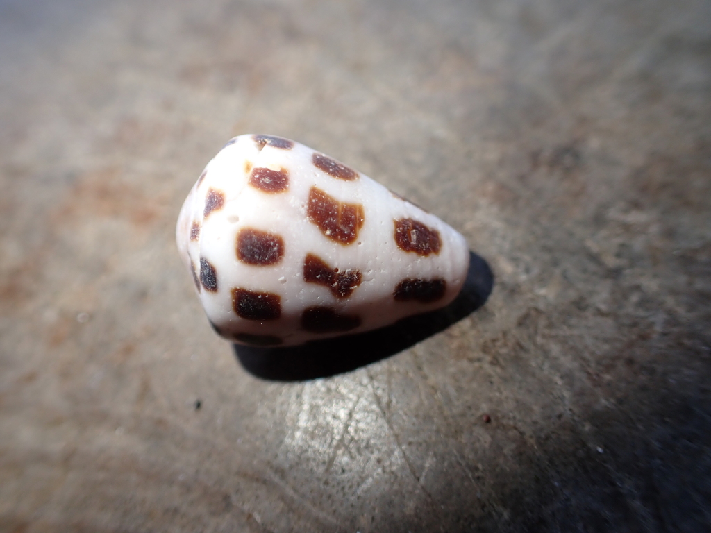 Black-and-white Cone Snail from Tulamben, Kubu, Karangasem Regency ...