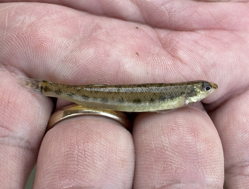 Coal Darter in June 2023 by Jeff Garner · iNaturalist