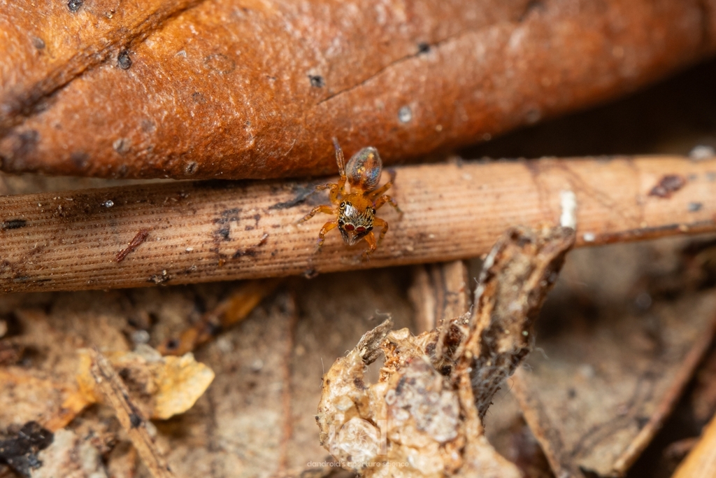 Neonella vinnula from Chimney Lakes, Jacksonville, FL, USA on August 29 ...