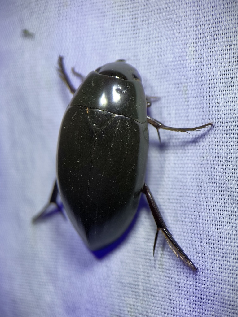 Hydrophilus from Midnight Moon Dr, Frisco, TX, US on August 29, 2023 at ...