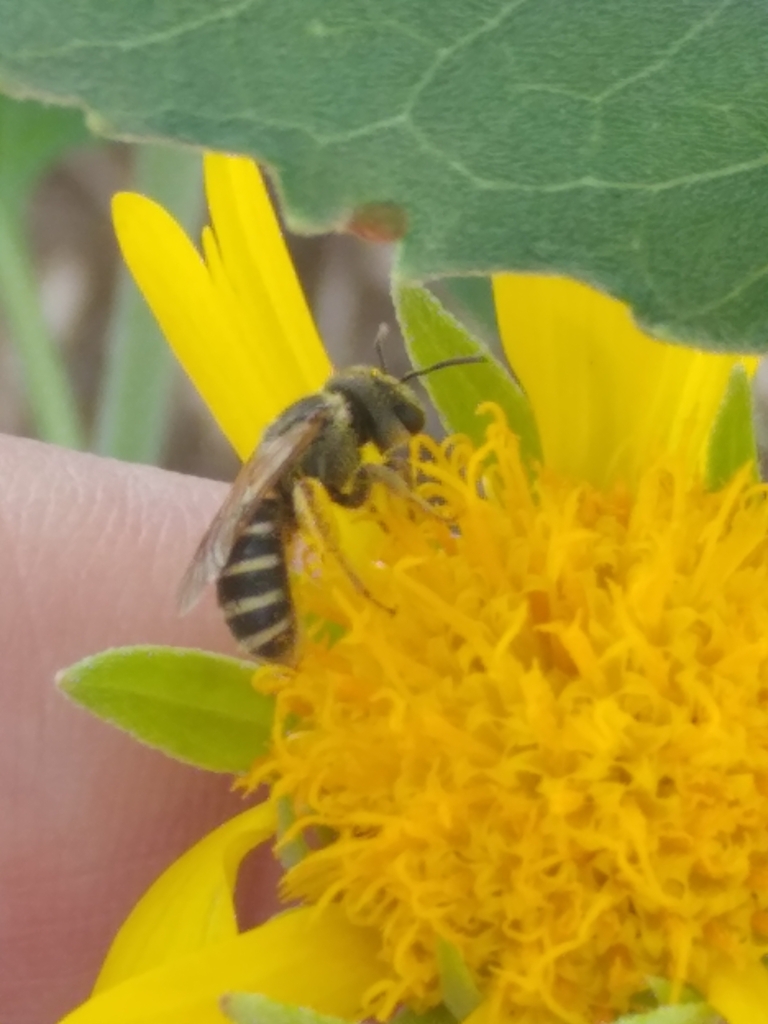 Ligated Furrow Bee from Robinson Ave @ NW 7th St, Oklahoma City, OK ...