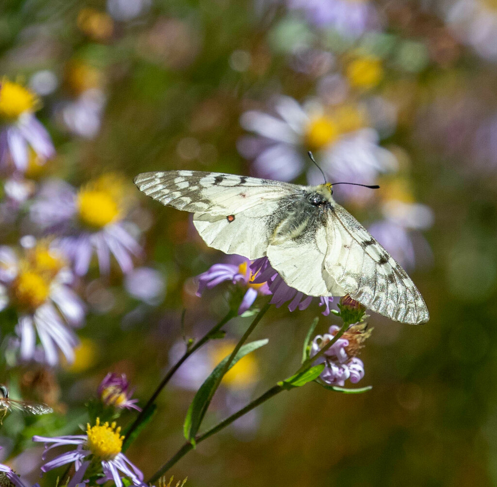Clodius Parnassian from Thunder Mountain Trail, Highway 88, Amador ...
