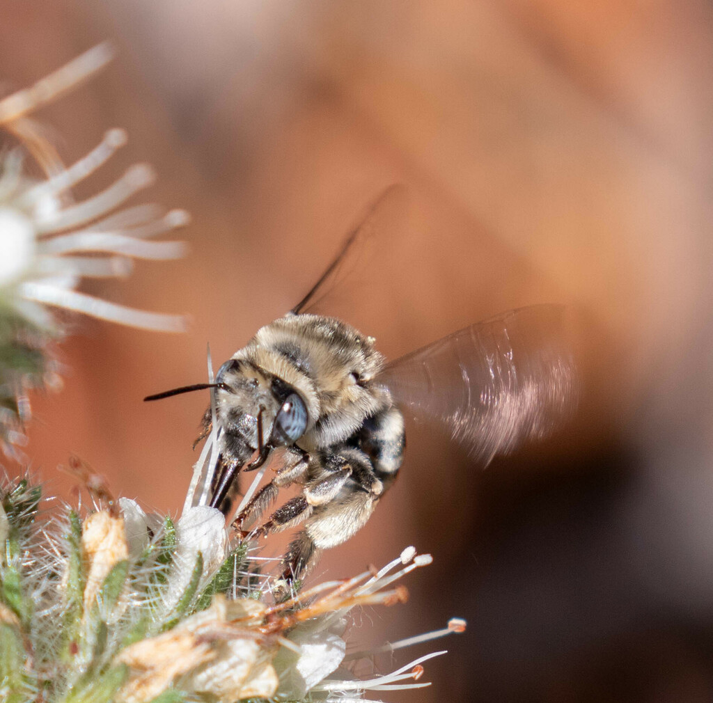 Common Digger Bees from Thunder Mountain Trail, Highway 88, Amador ...