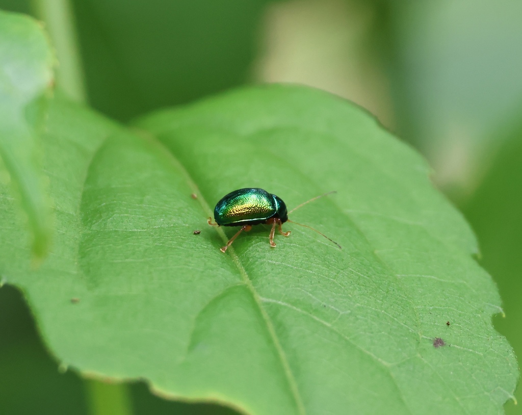 Colaspoides from 中国江西省吉安市井冈山市 on June 6, 2023 at 10:35 AM by Luxirty ...