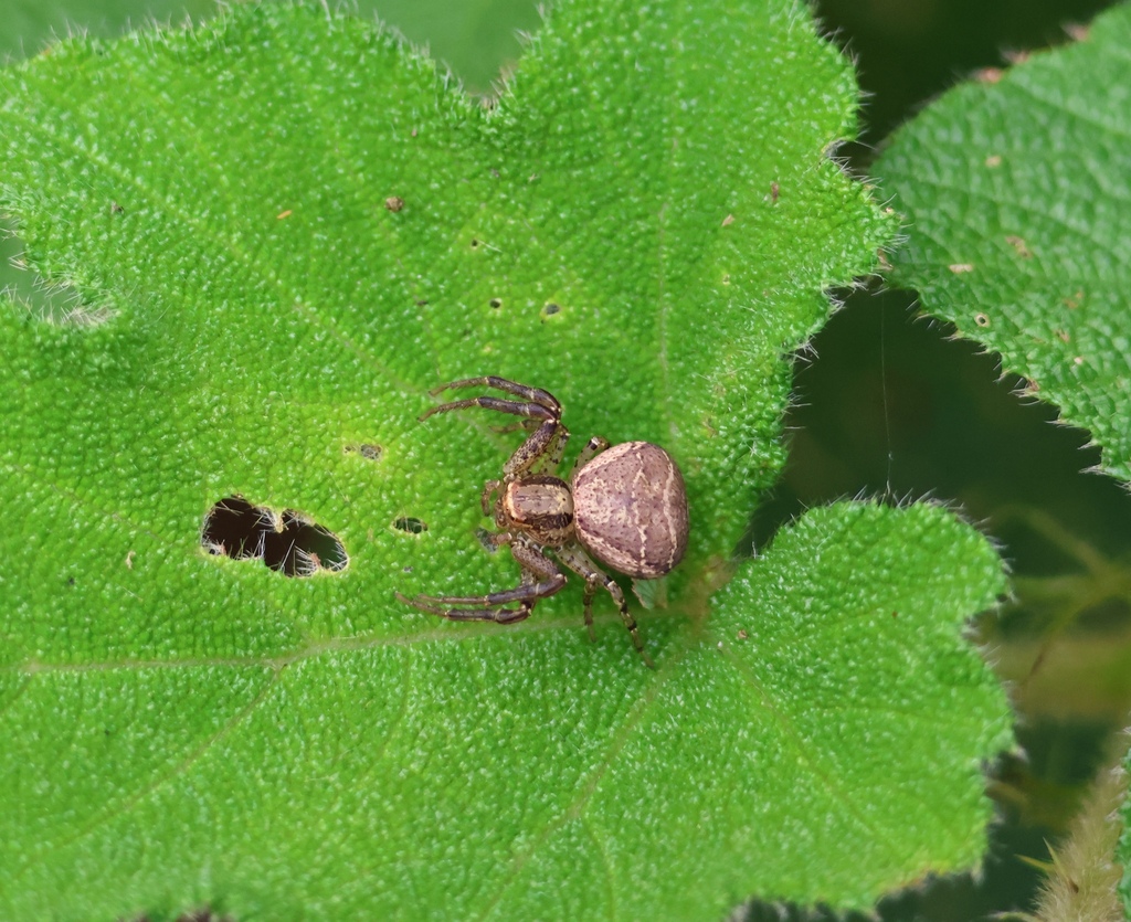 Common Crab Spider from 中国江西省吉安市井冈山市 on June 6, 2023 at 10:42 AM by ...