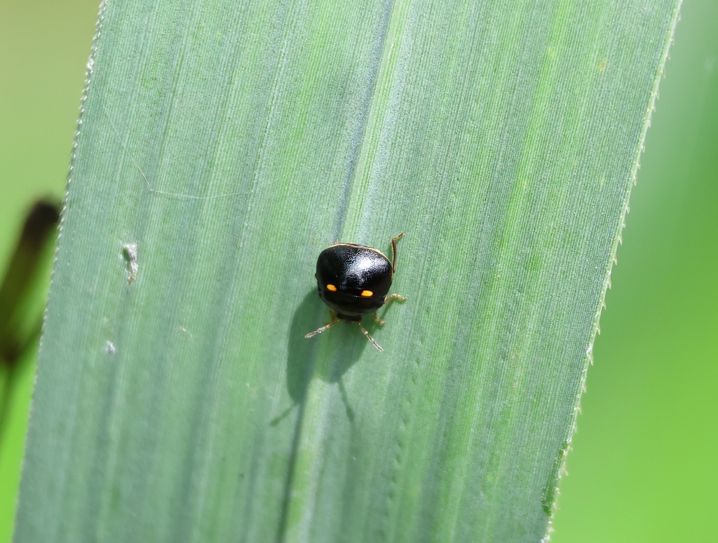 Coptosoma from 中国江西省吉安市井冈山市 on June 6, 2023 at 10:47 AM by Luxirty ...