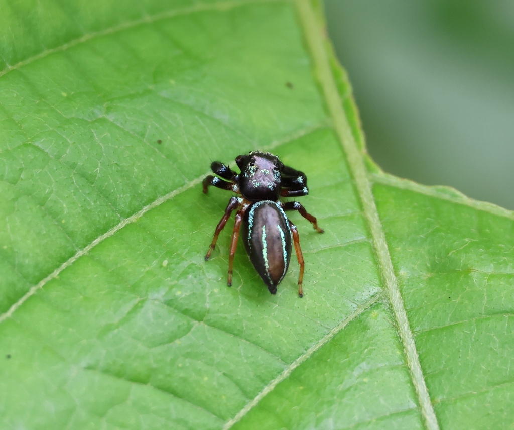 Fighting Spider from 中国江西省吉安市井冈山市 on June 6, 2023 at 10:56 AM by ...