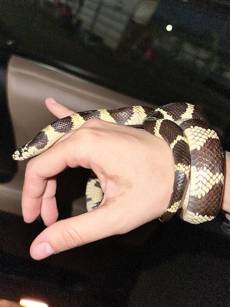 California King Snake from Marine Corps Base Camp Pendleton, Oceanside ...