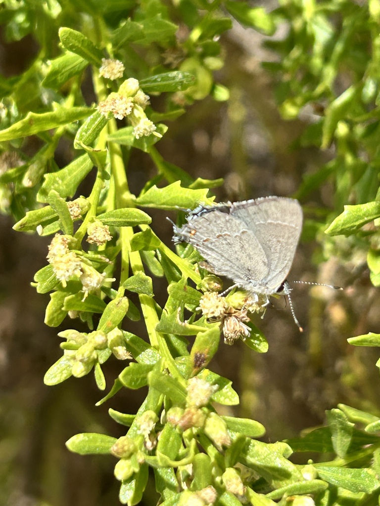 Avalon Scrub-Hairstreak in August 2023 by Andrew Chaves · iNaturalist