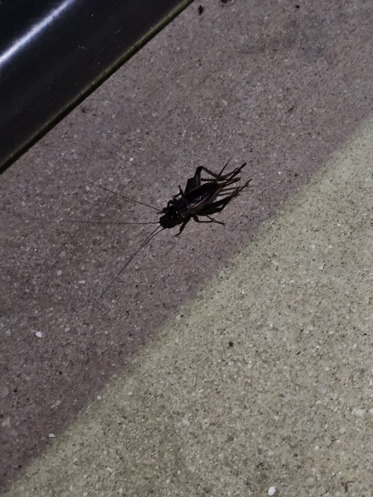 Field Crickets from UTSA Chaparral Village on August 29, 2023 at 11:03 ...