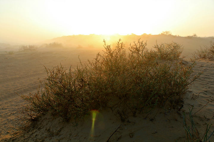 Haloxylon salicornicum from Sharjah Desert Park, UAE on January 15 ...