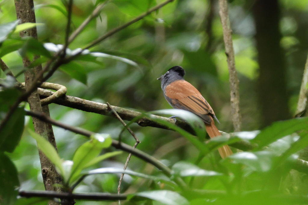 Amur Paradise-Flycatcher from Po Kau Forest Walks Brown Walk, Tai Po ...