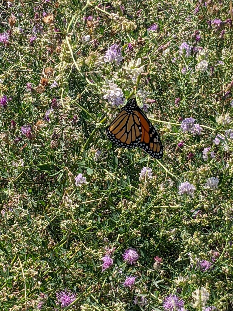 Monarch from Kamloops, BC, Canada on July 28, 2023 at 12:05 PM by Betty ...