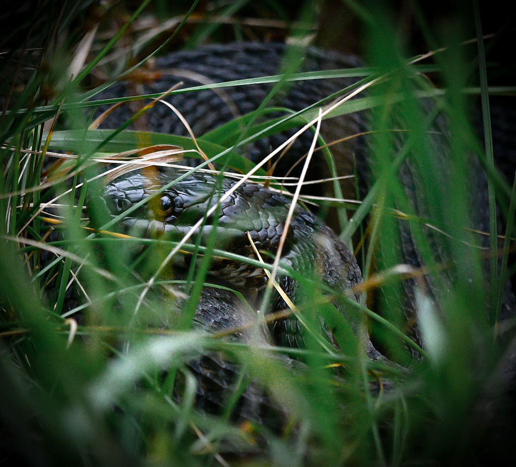 Northern Watersnake from The Monastery Park, Cumberland, RI, US on ...