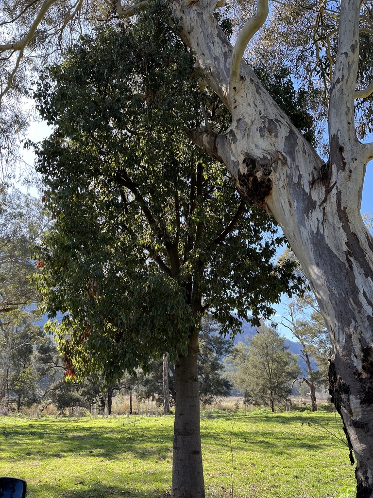 kurrajong from Lithgow, AU-NS, AU on August 27, 2023 at 10:23 AM by ...
