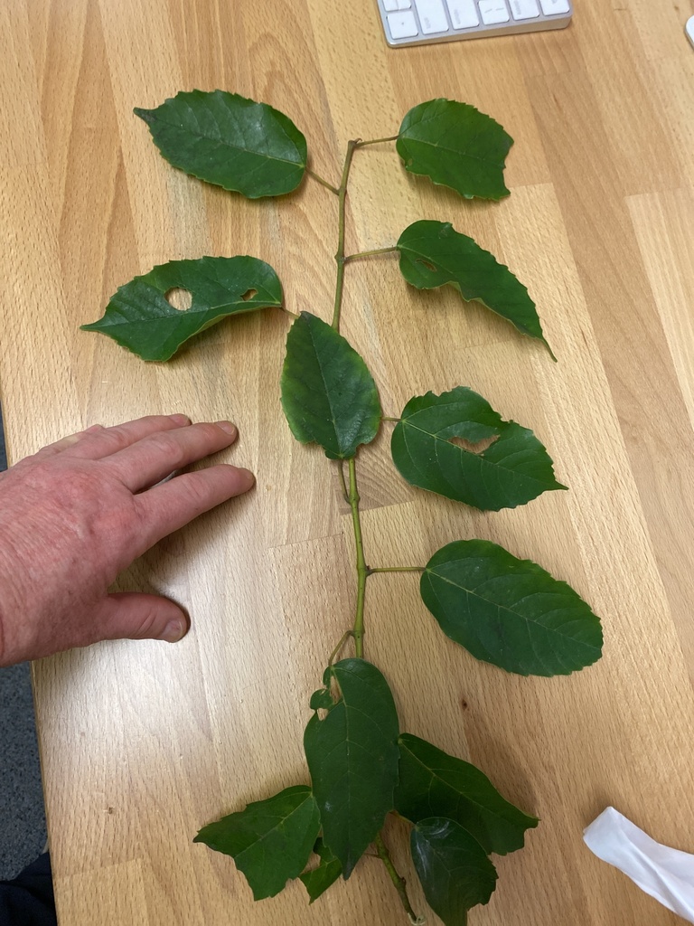 Kangaroo Vine from Kennedy St, Gladesville, NSW, AU on August 30, 2023 ...