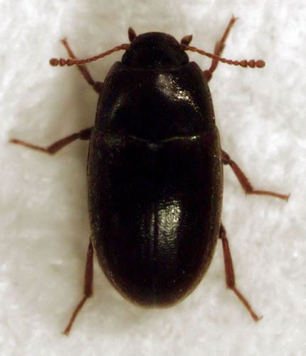 Ancient Fungus Beetle (Family Archeocrypticidae) · iNaturalist