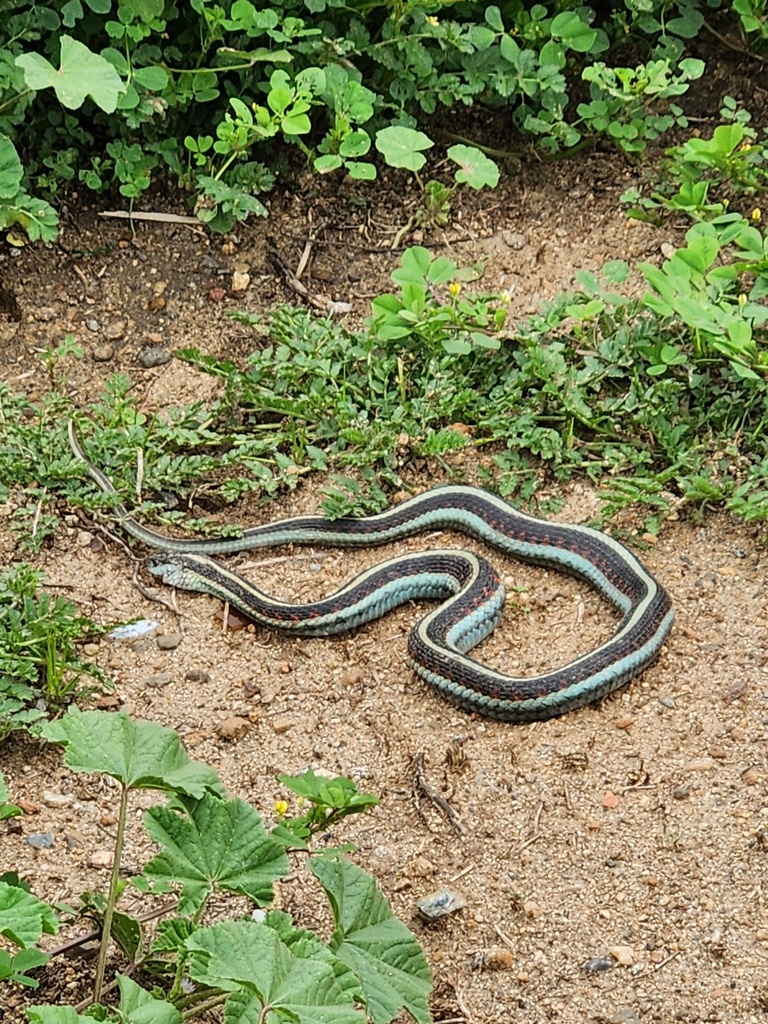 Valley Garter Snake from Woodward Park, Fresno, CA, US on August 26 ...