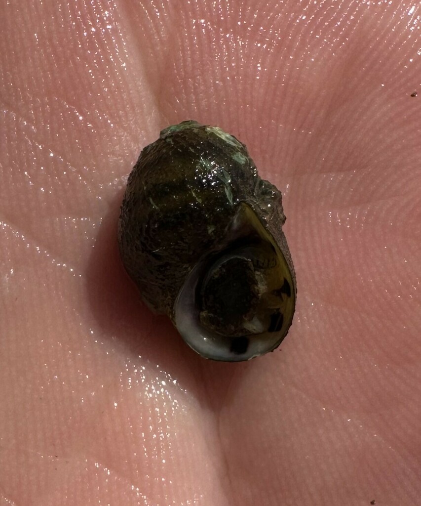 Round Rocksnail in June 2023 by Jeff Garner · iNaturalist